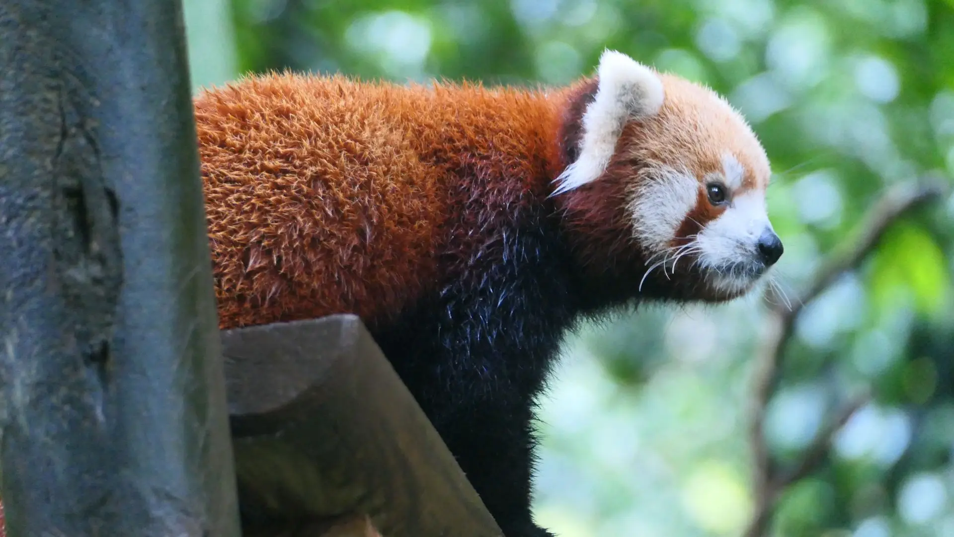 📷 Photographie animalière : réussir ses photos d’animaux en action